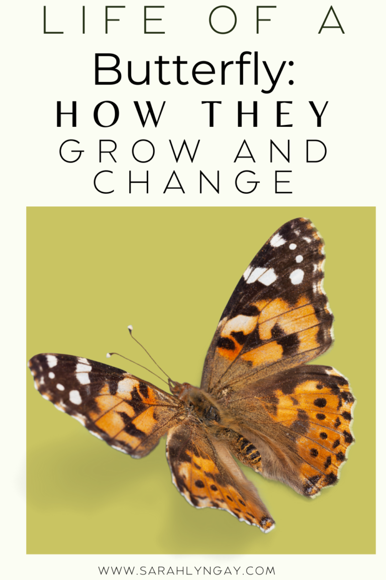 The Life Cycle of a Butterfly: How They Grow and Change - Sarah Lyn Gay