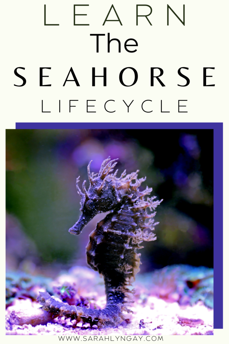 Bold and Beautiful: The Life Cycle of a Seahorse - Sarah Lyn Gay
