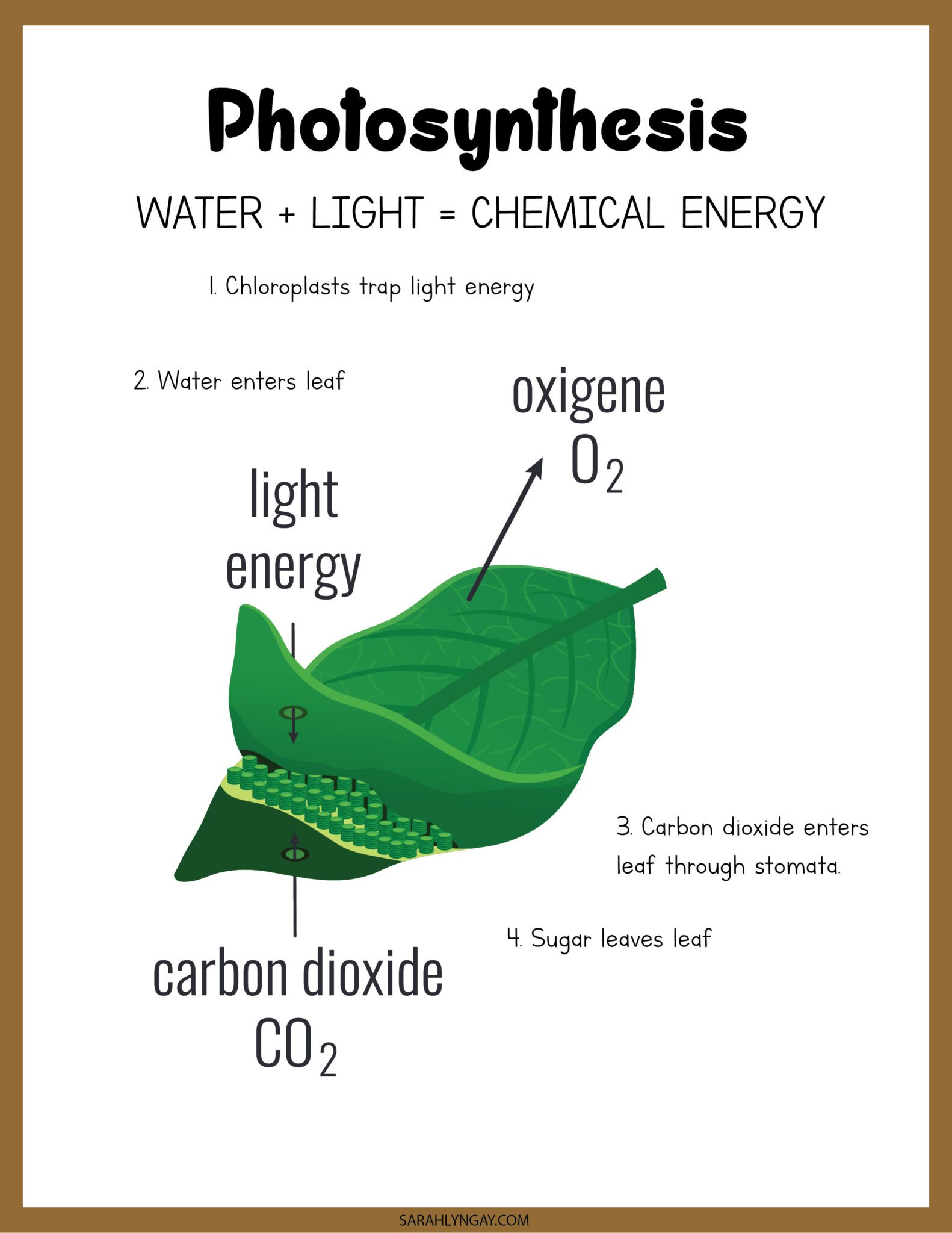 The Tree Life Cycle from Seed to Shade - Sarah Lyn Gay