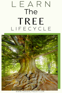 The Tree Life Cycle from Seed to Shade - Sarah Lyn Gay