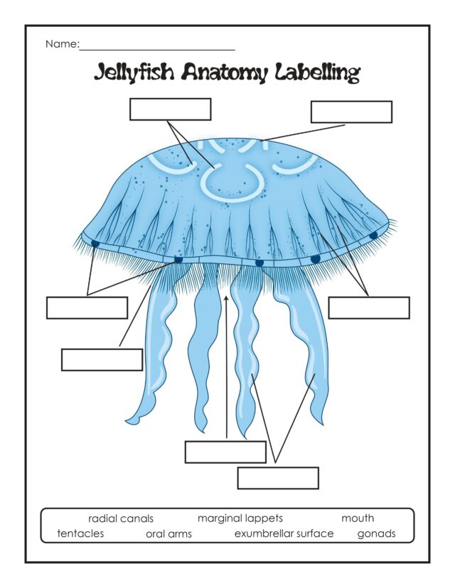 Life Cycle of a Jellyfish: A Comprehensive Guide - Sarah Lyn Gay