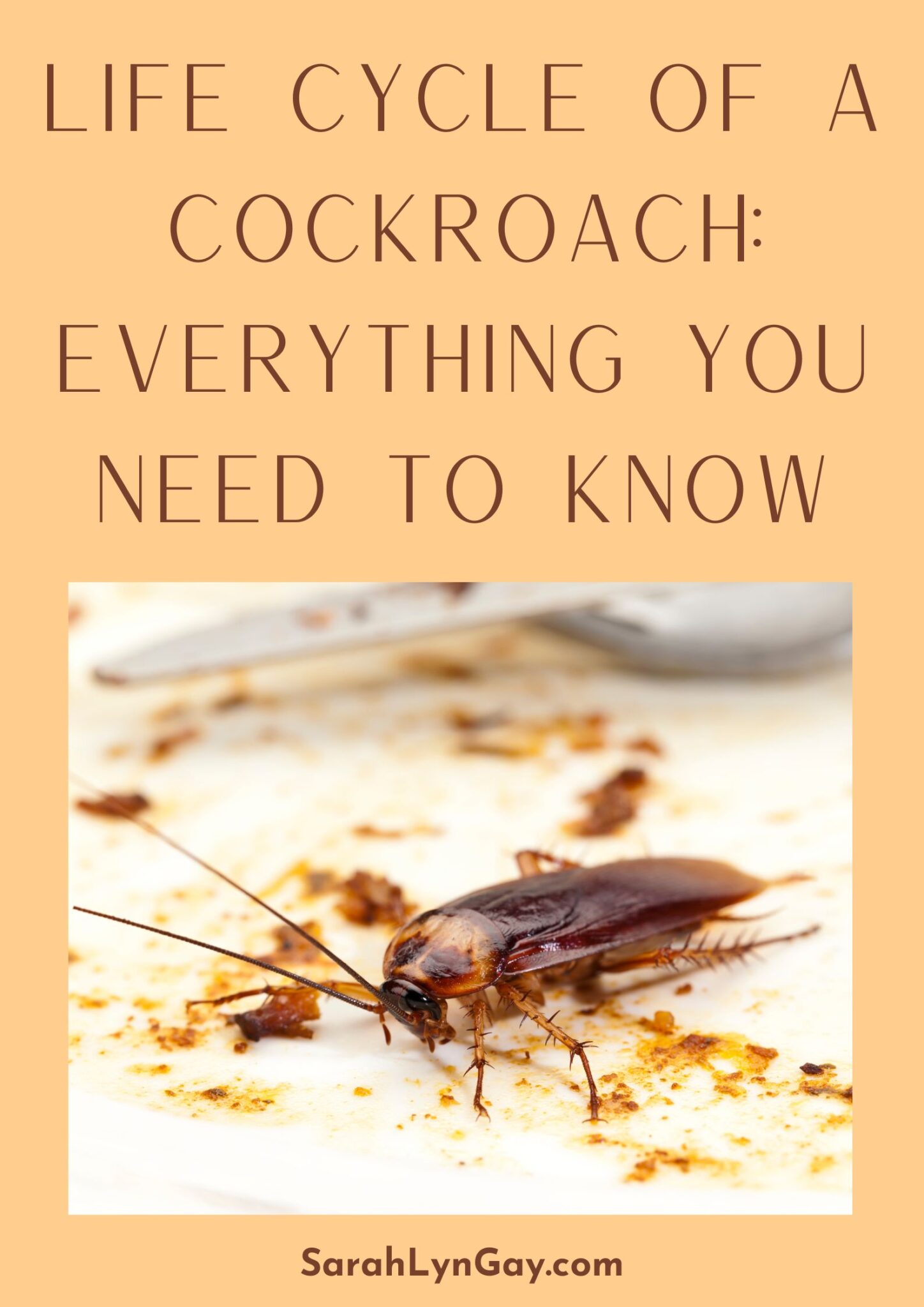 Life Cycle of a Cockroach: Everything You Need to Know - Sarah Lyn Gay