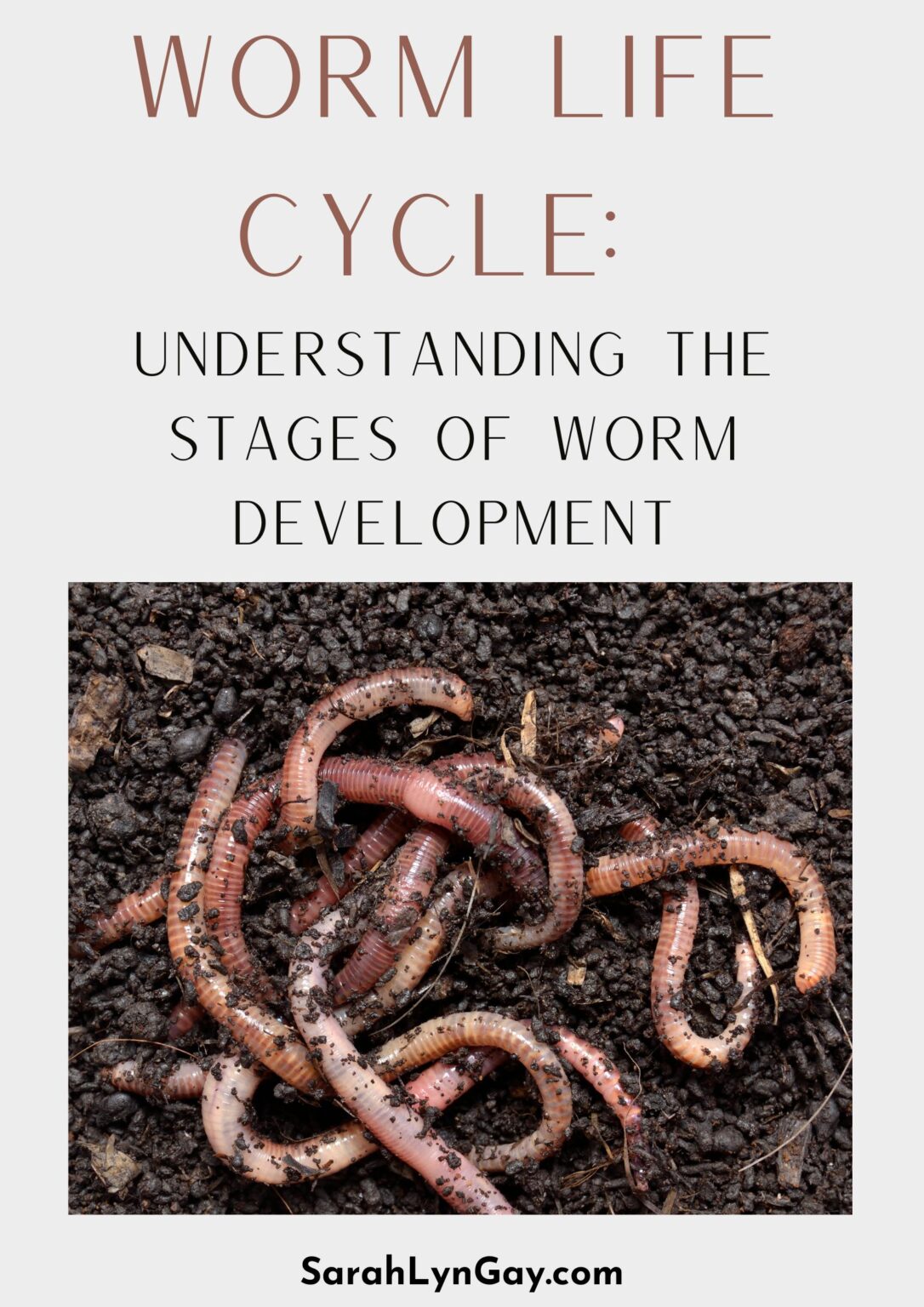 Worm Life Cycle: Understanding the Stages of Worm Development - Sarah ...