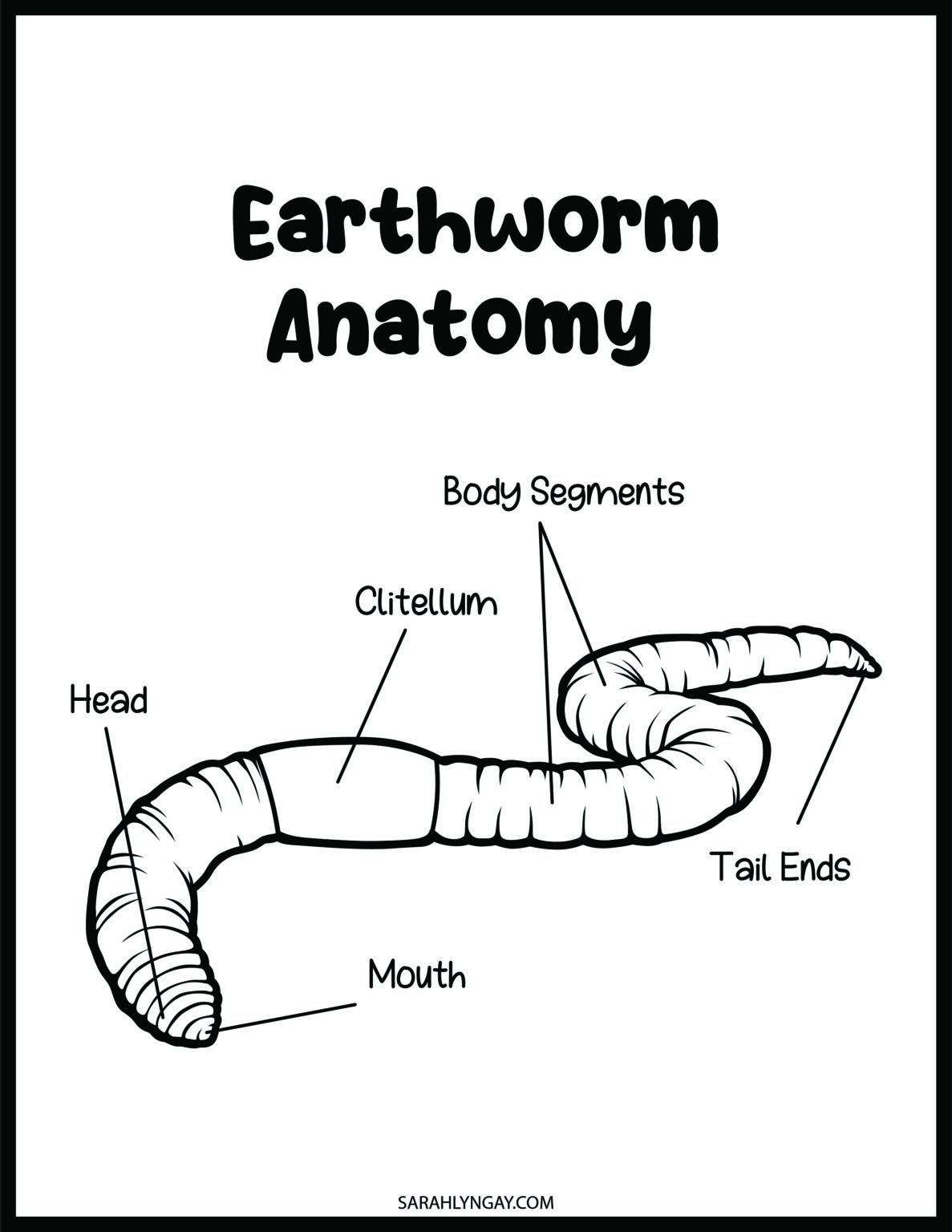 Worm Life Cycle: Understanding the Stages of Worm Development - Sarah ...