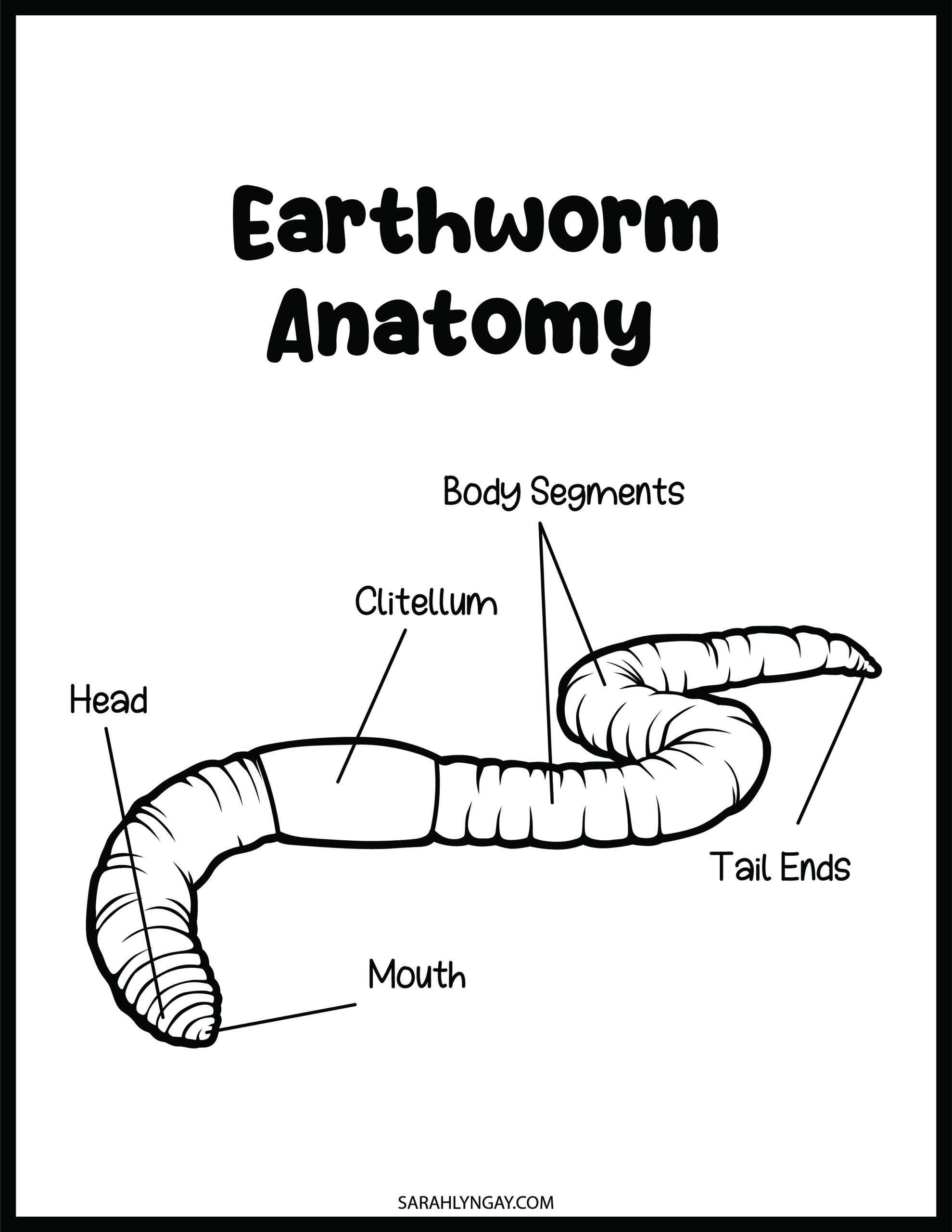 Worm Life Cycle: Understanding the Stages of Worm Development - Sarah ...