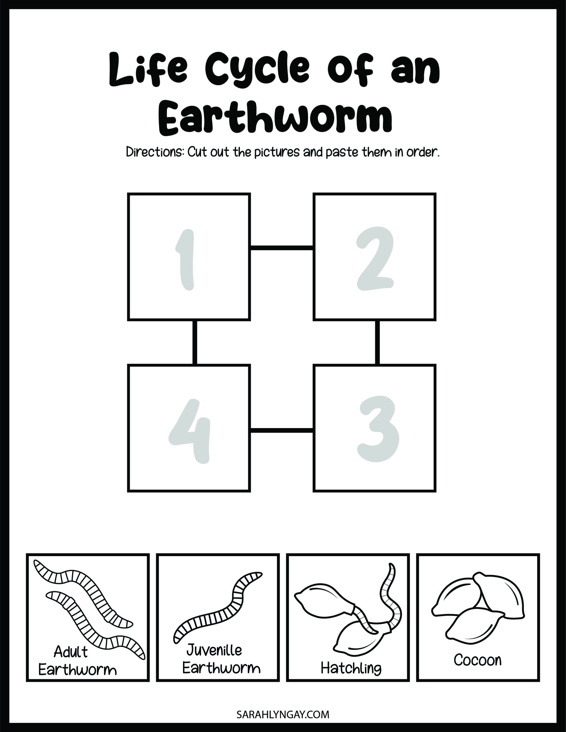 Worm Life Cycle: Understanding the Stages of Worm Development - Sarah ...
