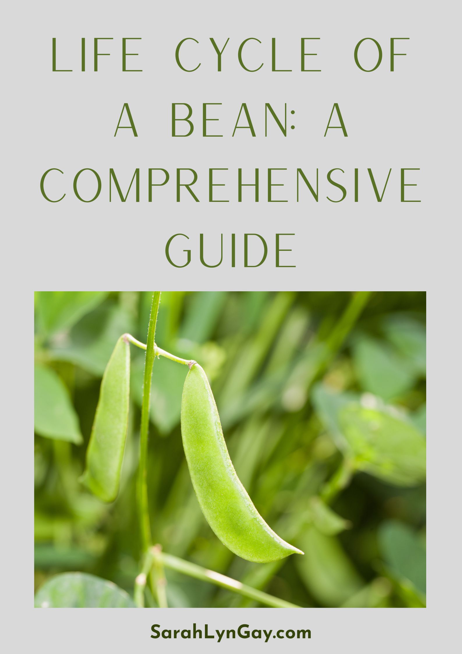 Life Cycle of a Bean: A Comprehensive Guide - Sarah Lyn Gay