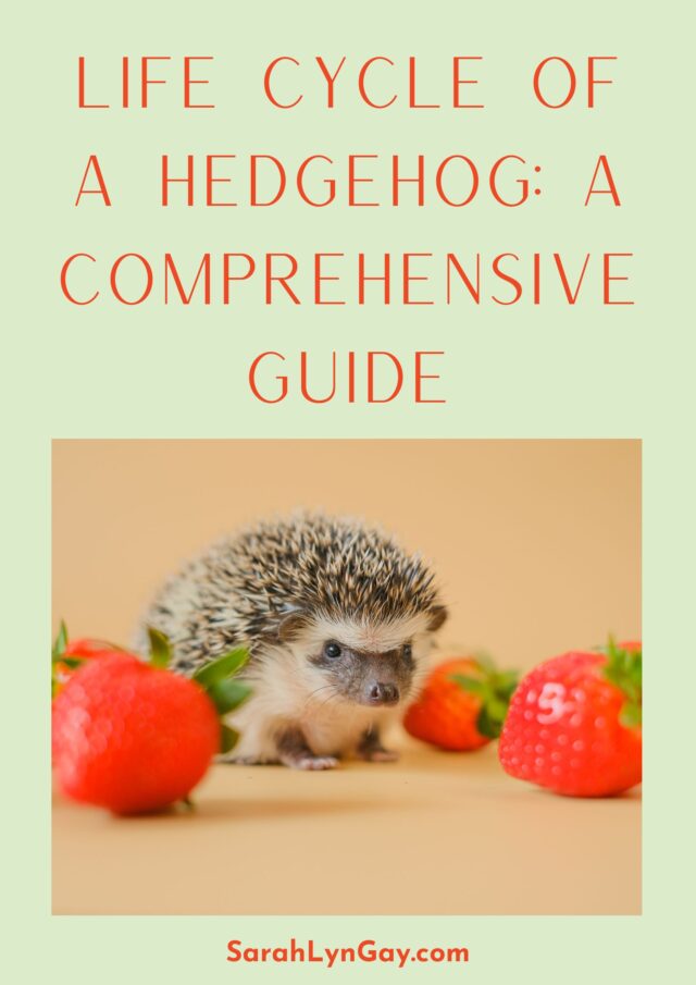 Life Cycle of a Hedgehog: A Comprehensive Guide - Sarah Lyn Gay