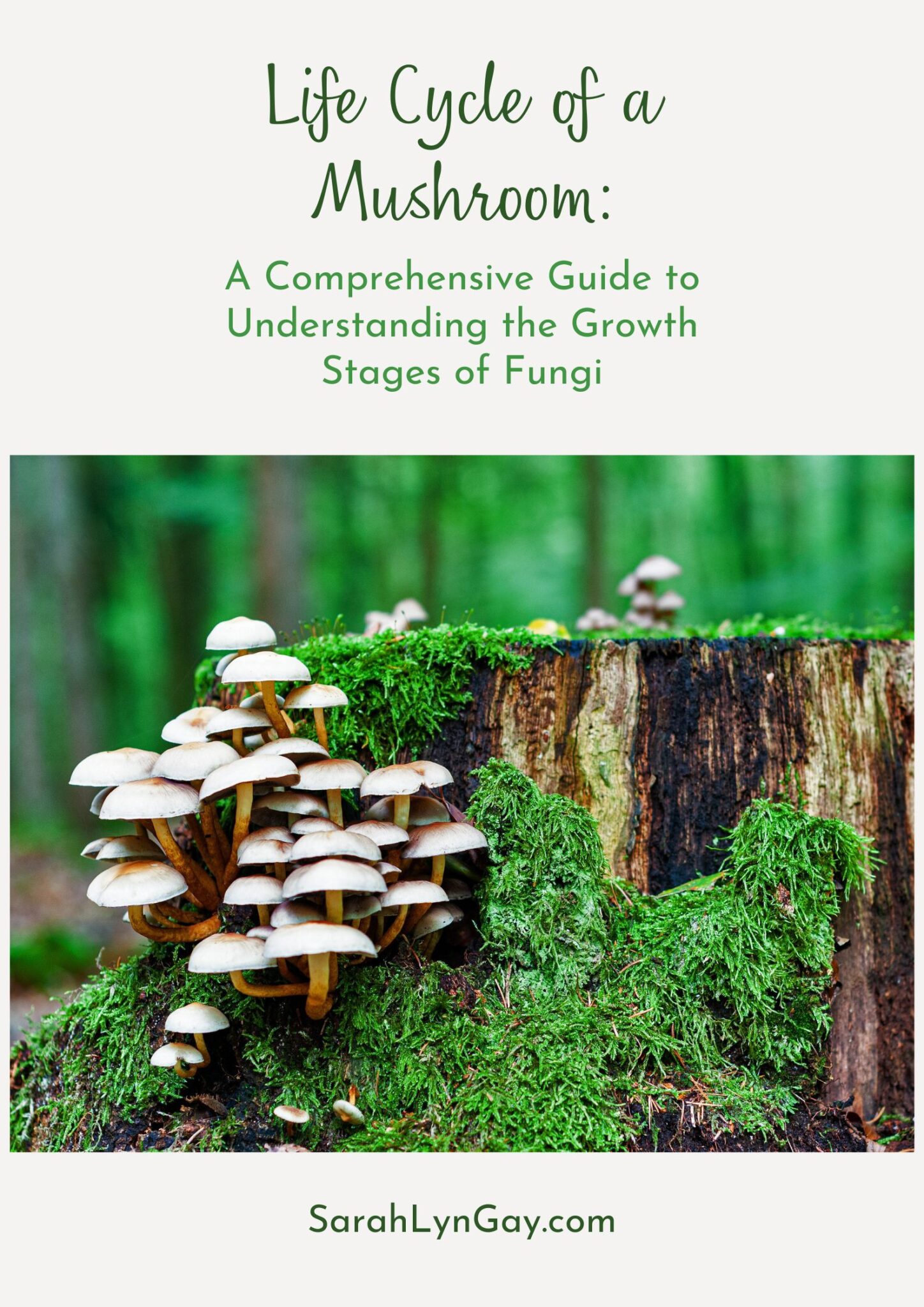 Life Cycle of a Mushroom: A Comprehensive Guide to Understanding the ...