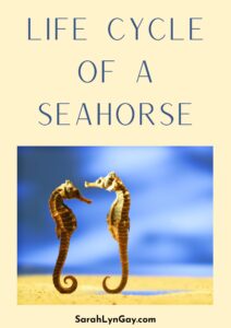 Life Cycle of a Seahorse: A Comprehensive Guide - Sarah Lyn Gay