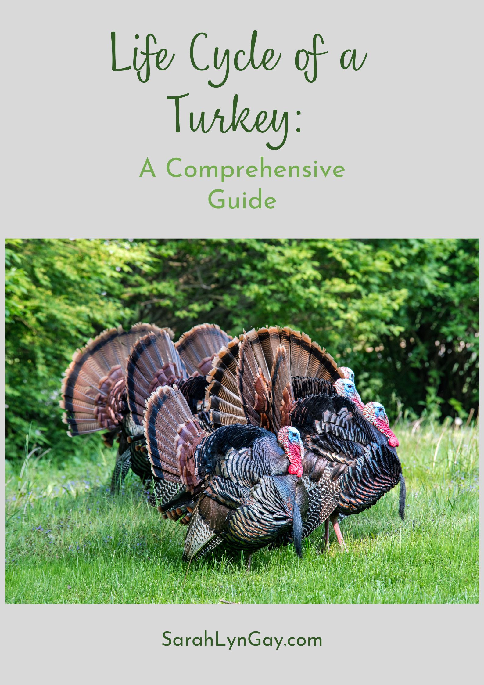 Life Cycle of a Turkey: A Comprehensive Guide - Sarah Lyn Gay