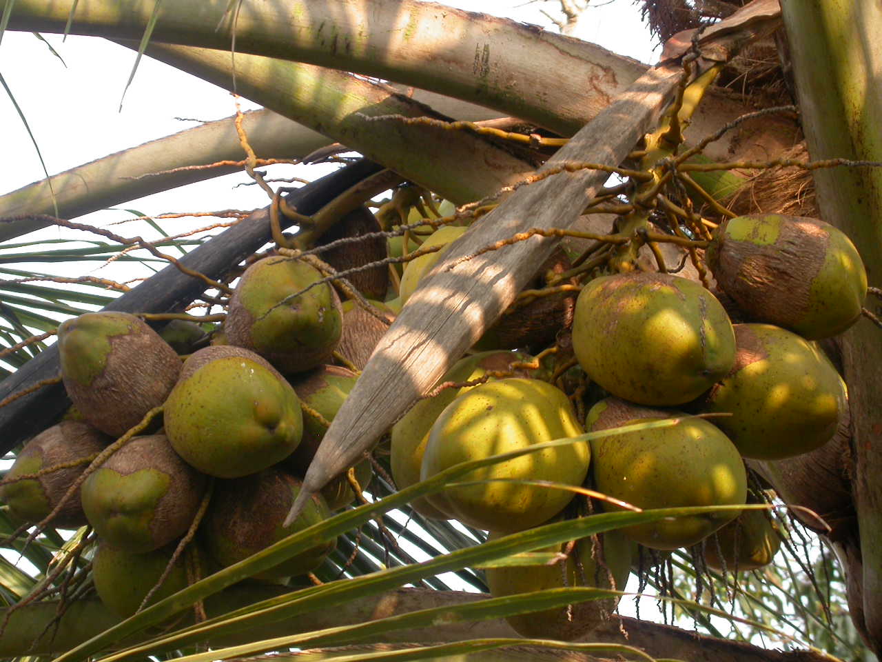 Life Cycle of a Coconut Tree: From Seed to Fruit-Bearing - Sarah Lyn Gay