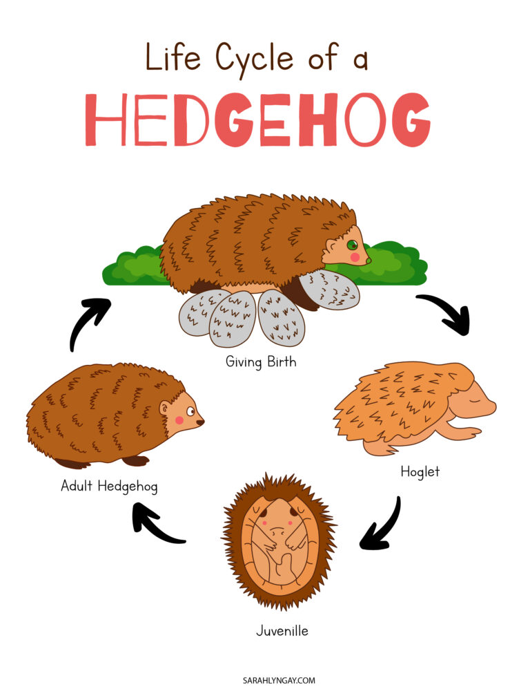 Life Cycle of a Hedgehog: A Comprehensive Guide - Sarah Lyn Gay