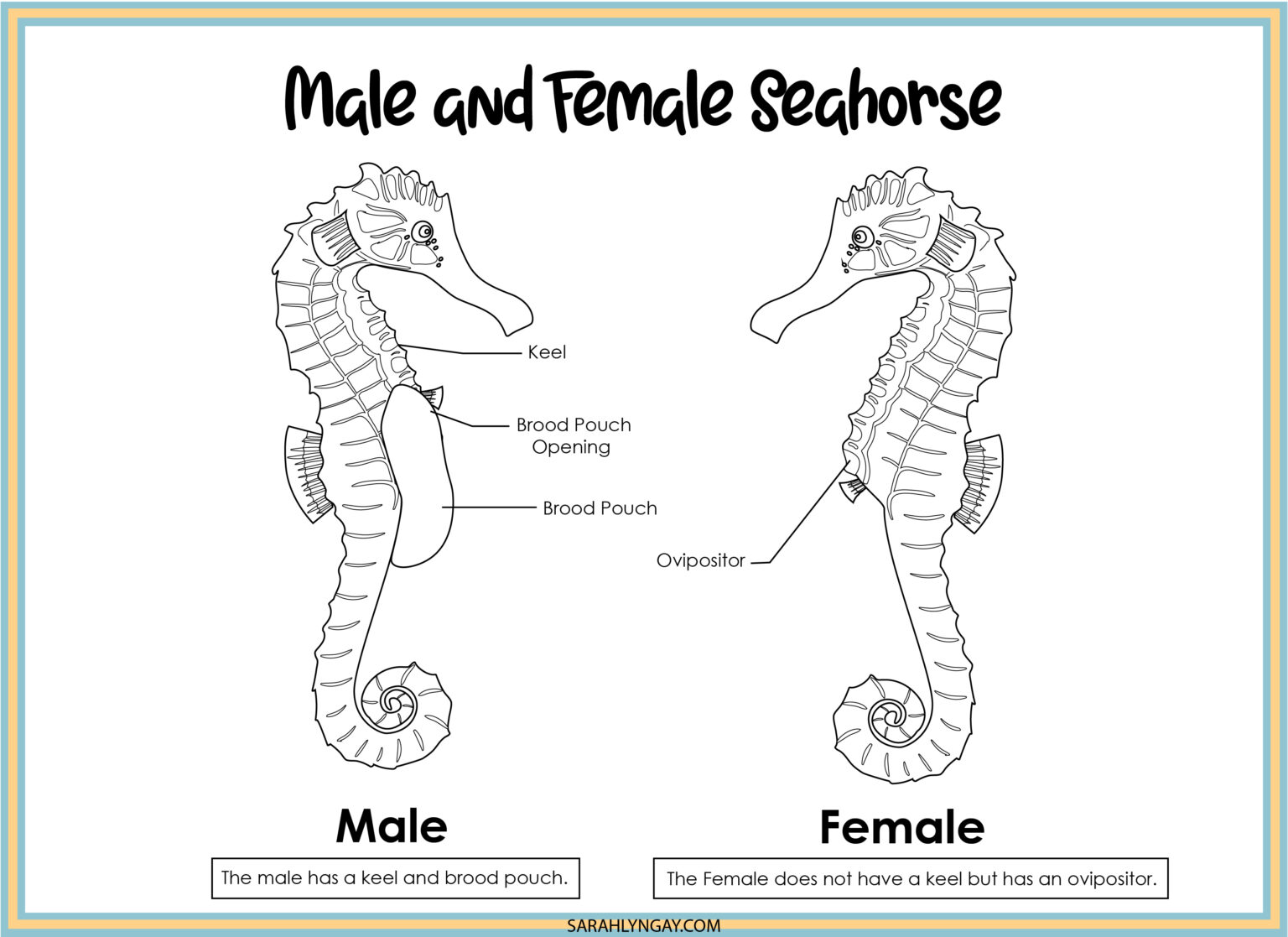 Life Cycle of a Seahorse: A Comprehensive Guide - Sarah Lyn Gay