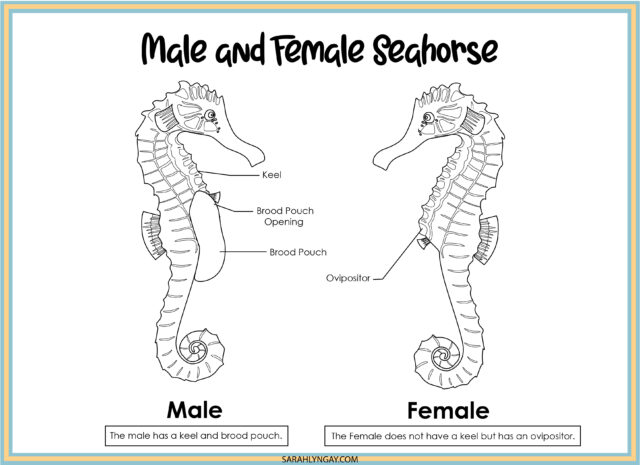 Life Cycle of a Seahorse: A Comprehensive Guide - Sarah Lyn Gay