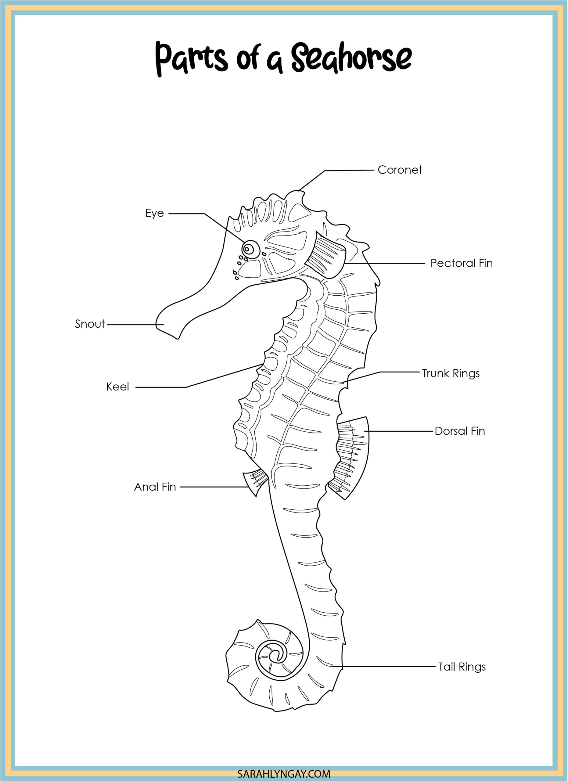 Life Cycle of a Seahorse: A Comprehensive Guide - Sarah Lyn Gay