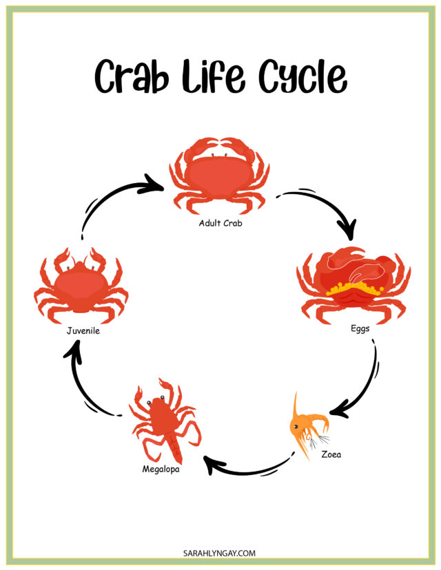 Life Cycle of a Crab Worksheet: A Comprehensive Guide - Sarah Lyn Gay