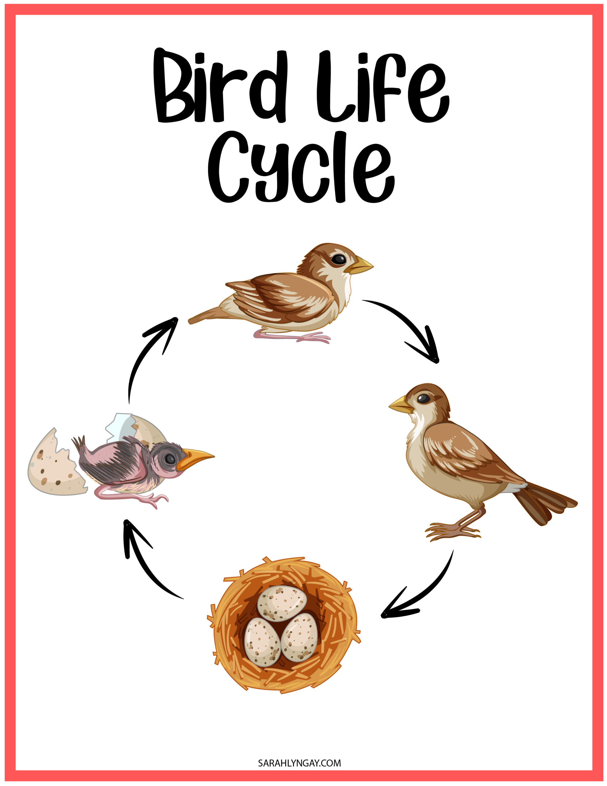 Life Cycle of a Bird: A Comprehensive Guide for Educators - Sarah Lyn Gay