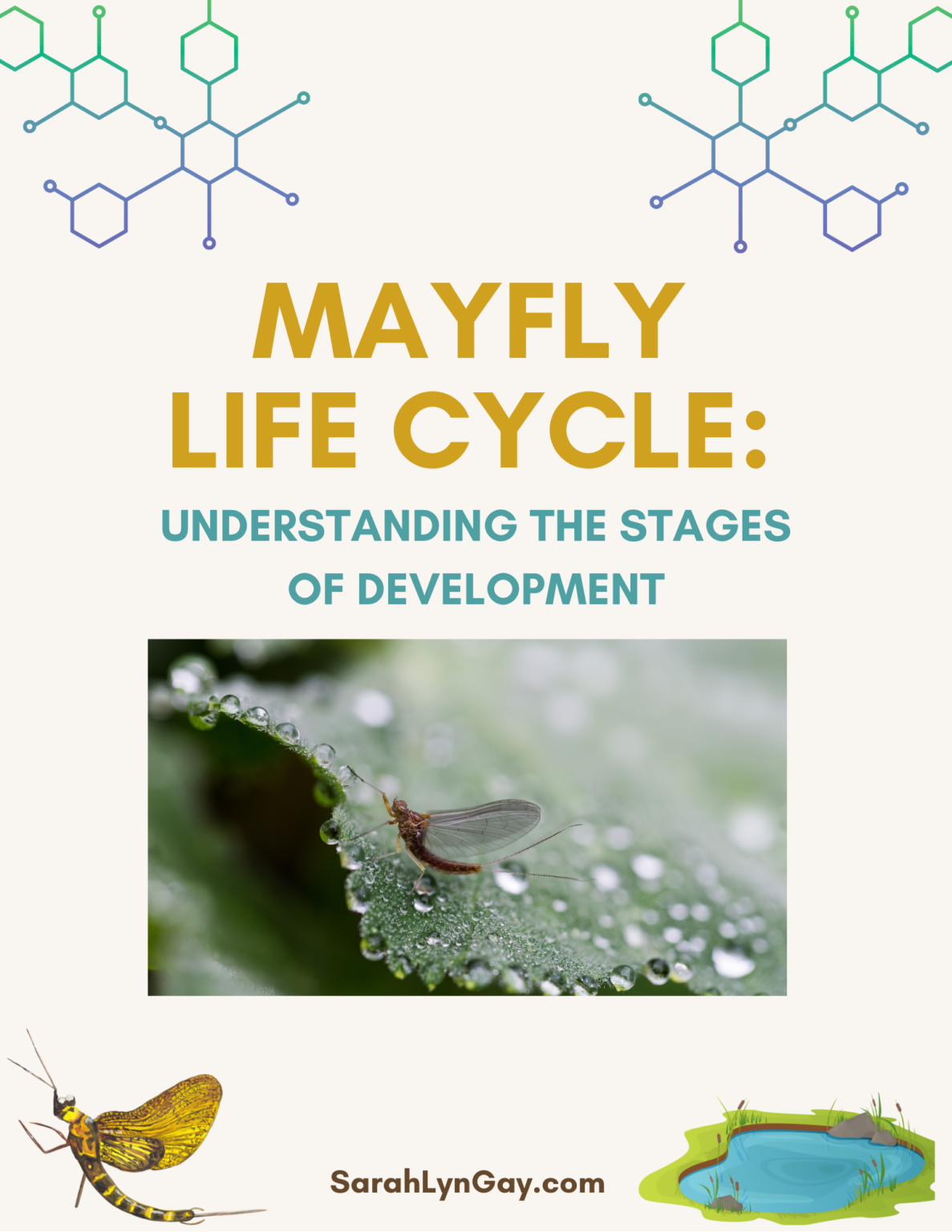Mayfly Life Cycle: A Comprehensive Guide