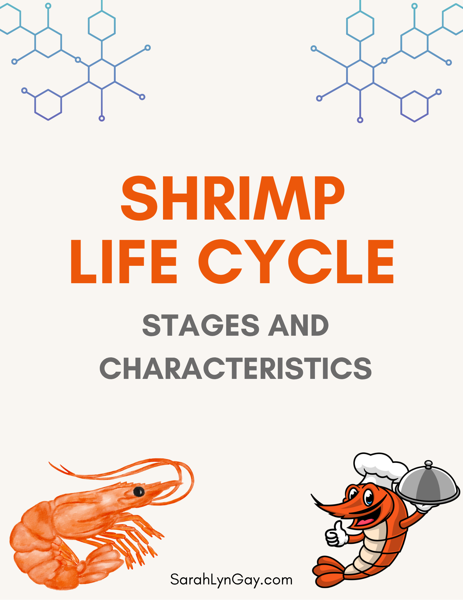 Shrimp Life Cycle: Stages and Characteristics